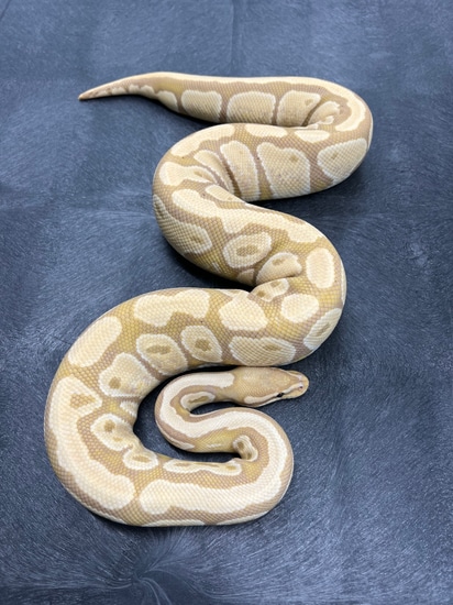 Banana Lavender Ball Python by Mershon's Morphs LLC