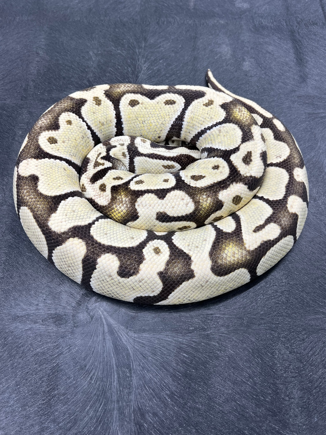 Pastel Desert Ghost Ball Python by Mershon's Morphs LLC - MorphMarket