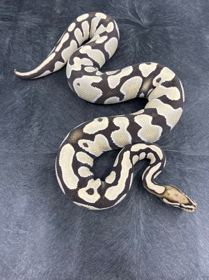 Orange Dream Desert Ghost Ball Python by Mershon's Morphs LLC
