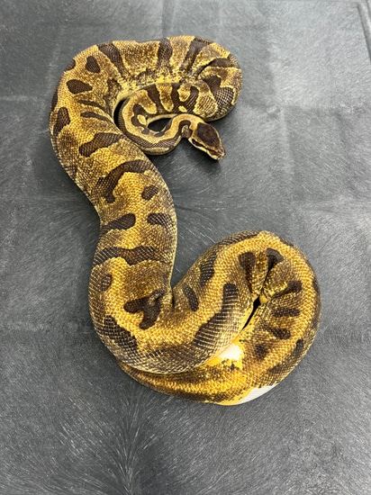 Super Enchi Pied Ball Python by Mershon's Morphs LLC