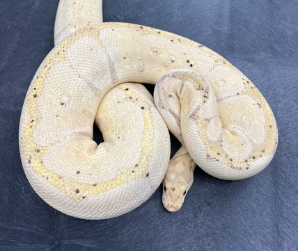 Pastel Confusion Clown Het Axanthic Ball Python by Mershon's Morphs LLC ...