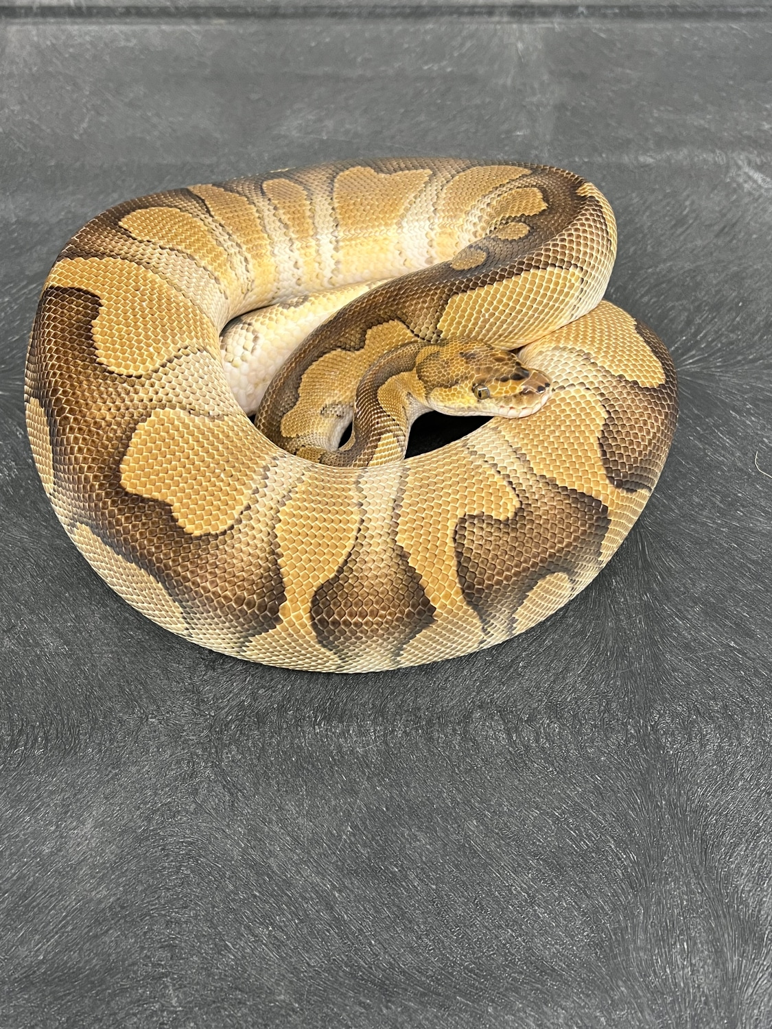 Wookie Enchi Clown Ball Python by Mershon's Morphs LLC - MorphMarket