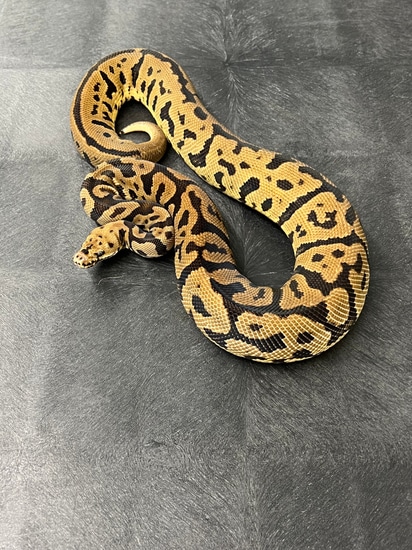 Confusion Spotnose Clown Ball Python by Mershon's Morphs LLC