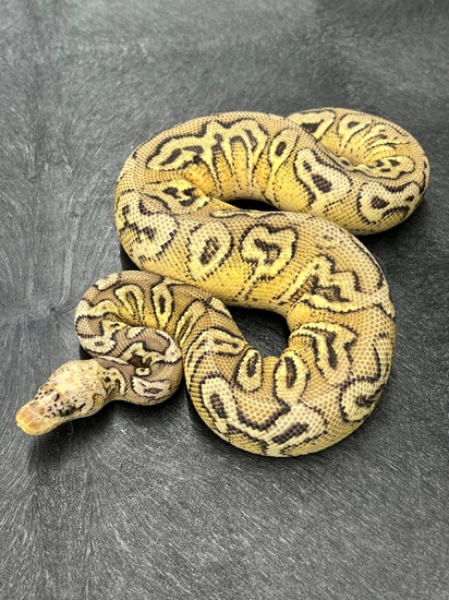 Pastel Wookie Hurricane Yellow Belly Clown (Pos Spotnose) Ball Python ...