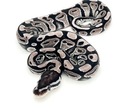 Pastel Confusion Clown Het Axanthic Ball Python by Mershon's Morphs LLC ...