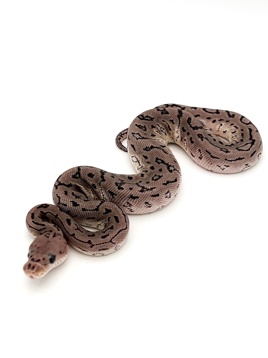 Axanthic Shrapnel Pinstripe Clown Ball Python by Mershon's Morphs LLC ...