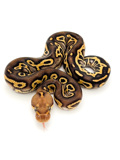 Hurricane Black Head Phantom Clown Ball Python by Mershon's Morphs LLC