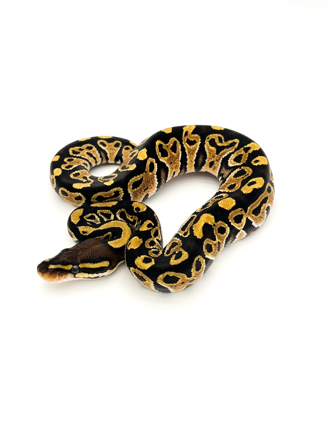 Hurricane Phantom Het Clown Ball Python by Mershon's Morphs LLC ...