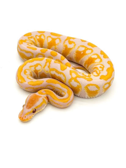 Hurricane Lavender Ball Python by Mershon's Morphs LLC