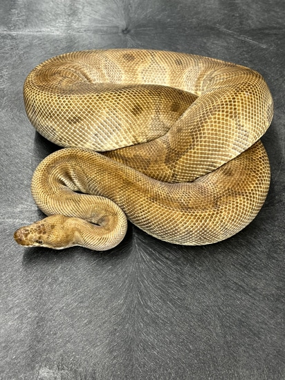 Hidden Gene Woma Clown Ball Python by Mershon's Morphs LLC