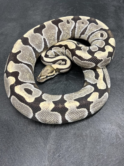 Desert Ghost Ball Python by Mershon's Morphs LLC