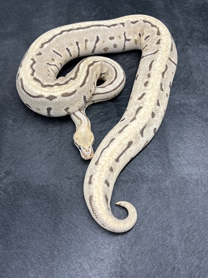 Desert Ghost Leopard Spotnose Pinstripe Ball Python by Mershon's Morphs LLC