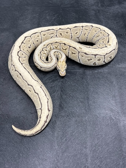 Desert Ghost Spotnose Pinstripe Ball Python by Mershon's Morphs LLC