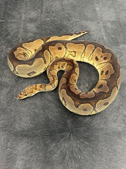 Yellow Belly Clown Ball Python by Mershon's Morphs LLC