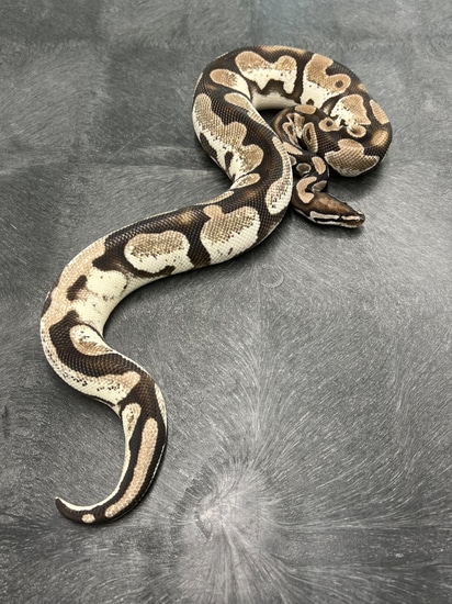Enchi Calico VPI Axanthic Het Clown Ball Python by Mershon's Morphs LLC