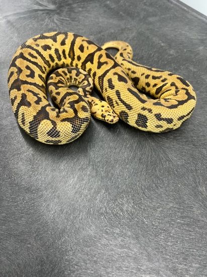 Confusion Spotnose Yellow Belly Clown Ball Python by Mershon's Morphs LLC