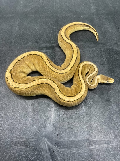 Cypress Red Stripe Yellow Belly Black Pastel Honey Het Clown Ball ...