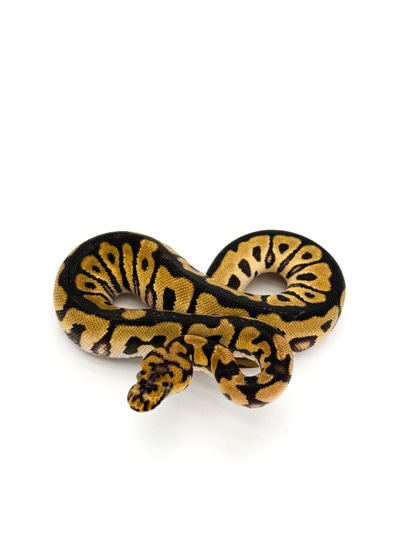 Spotnose Clown Het Axanthic Ball Python by Mershon's Morphs LLC