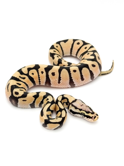 Pastel Enchi Spotnose Desert Ghost Het Clown Ball Python by Mershon's ...