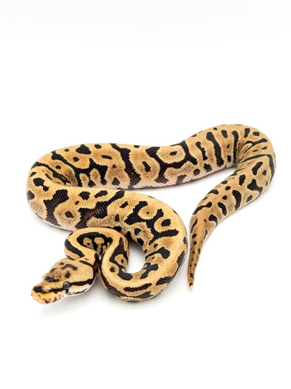 Confusion Hurricane Spotnose Fire Het Clown Ball Python by Mershon's ...