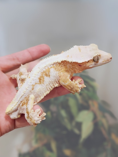 100% Het Axanthic Lilly White Proven Crested Gecko by Mesmerizing Morphs