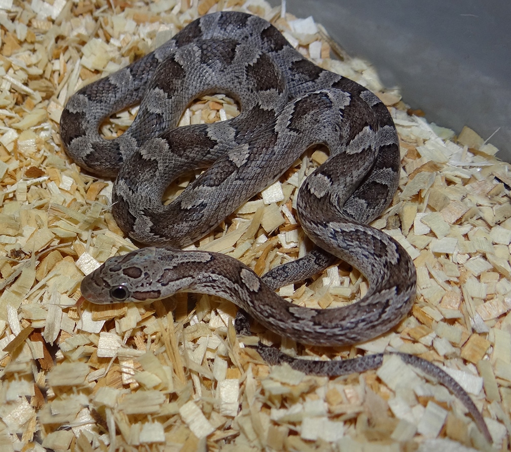 Granite Corn Snake by Mesozoic Reptiles - MorphMarket