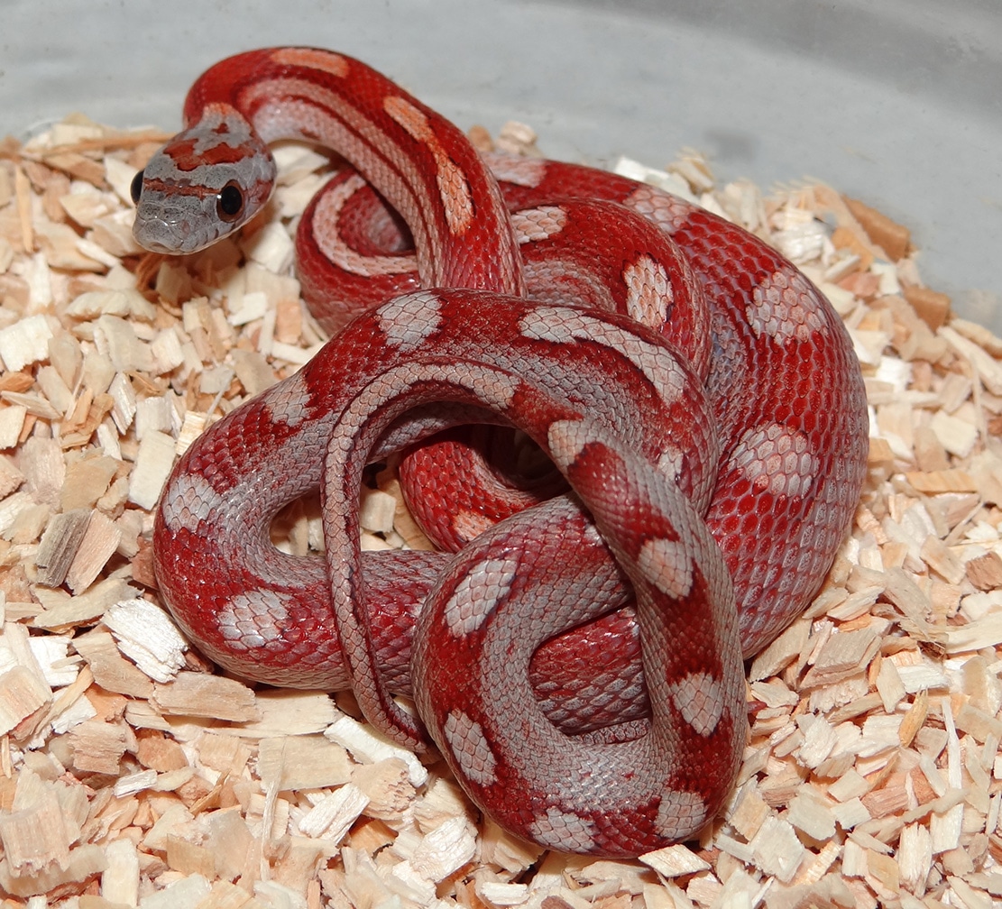 Motley Corn Snake by Mesozoic Reptiles - MorphMarket