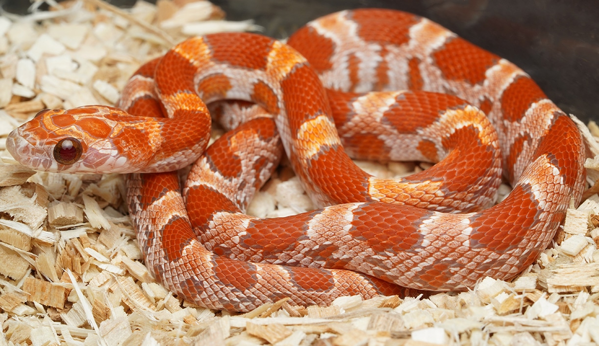 Ultramel Sunkissed Corn Snake by Mesozoic Reptiles - MorphMarket