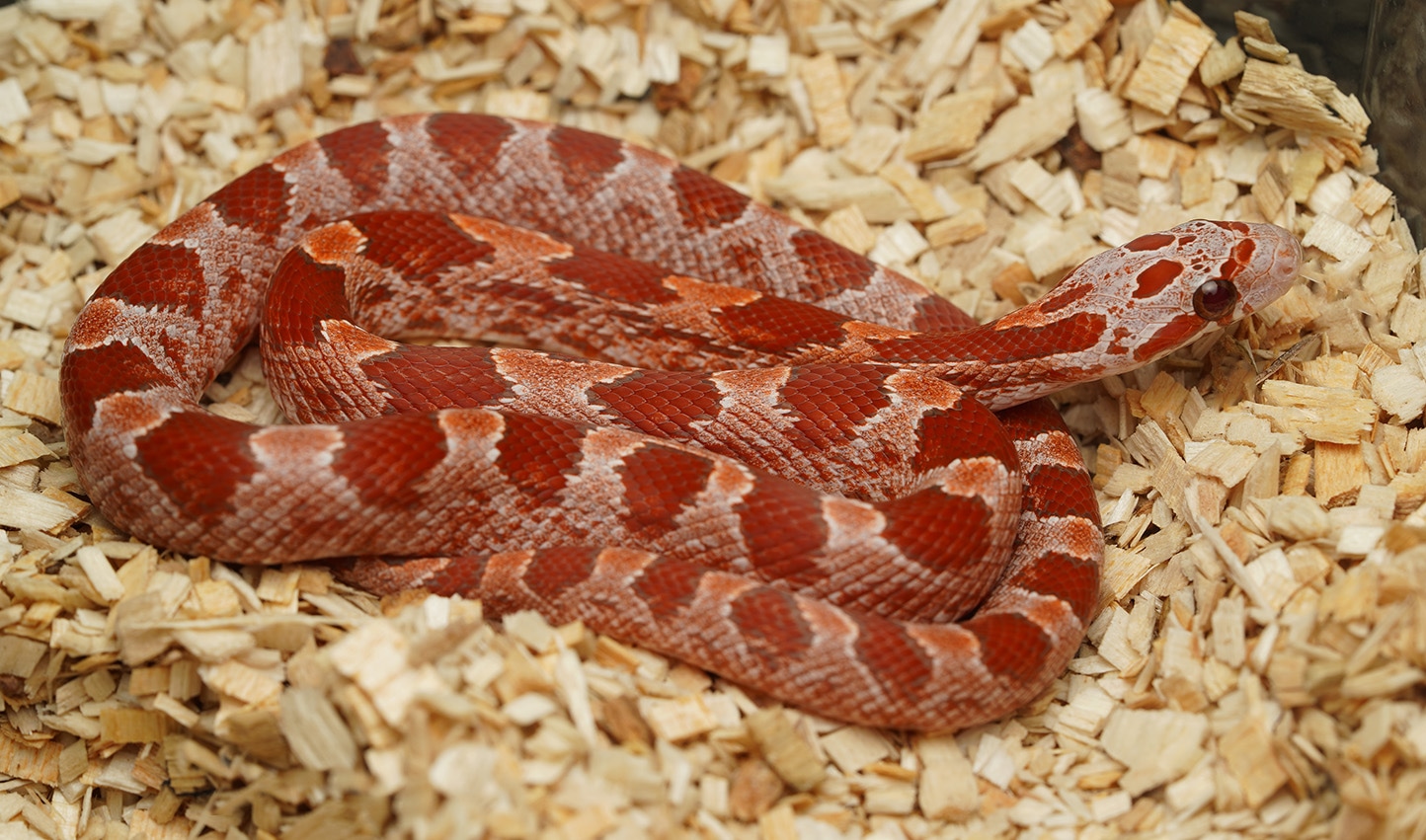 Hypo Diffused Corn Snake by Mesozoic Reptiles - MorphMarket
