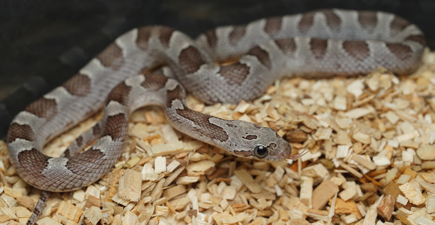 Granite Corn Snake by Mesozoic Reptiles - MorphMarket