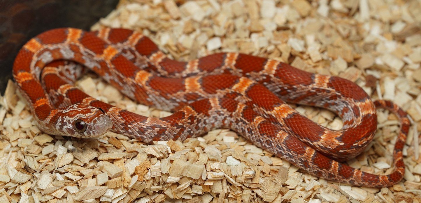 Sunkissed Diffused Corn Snake by Mesozoic Reptiles - MorphMarket