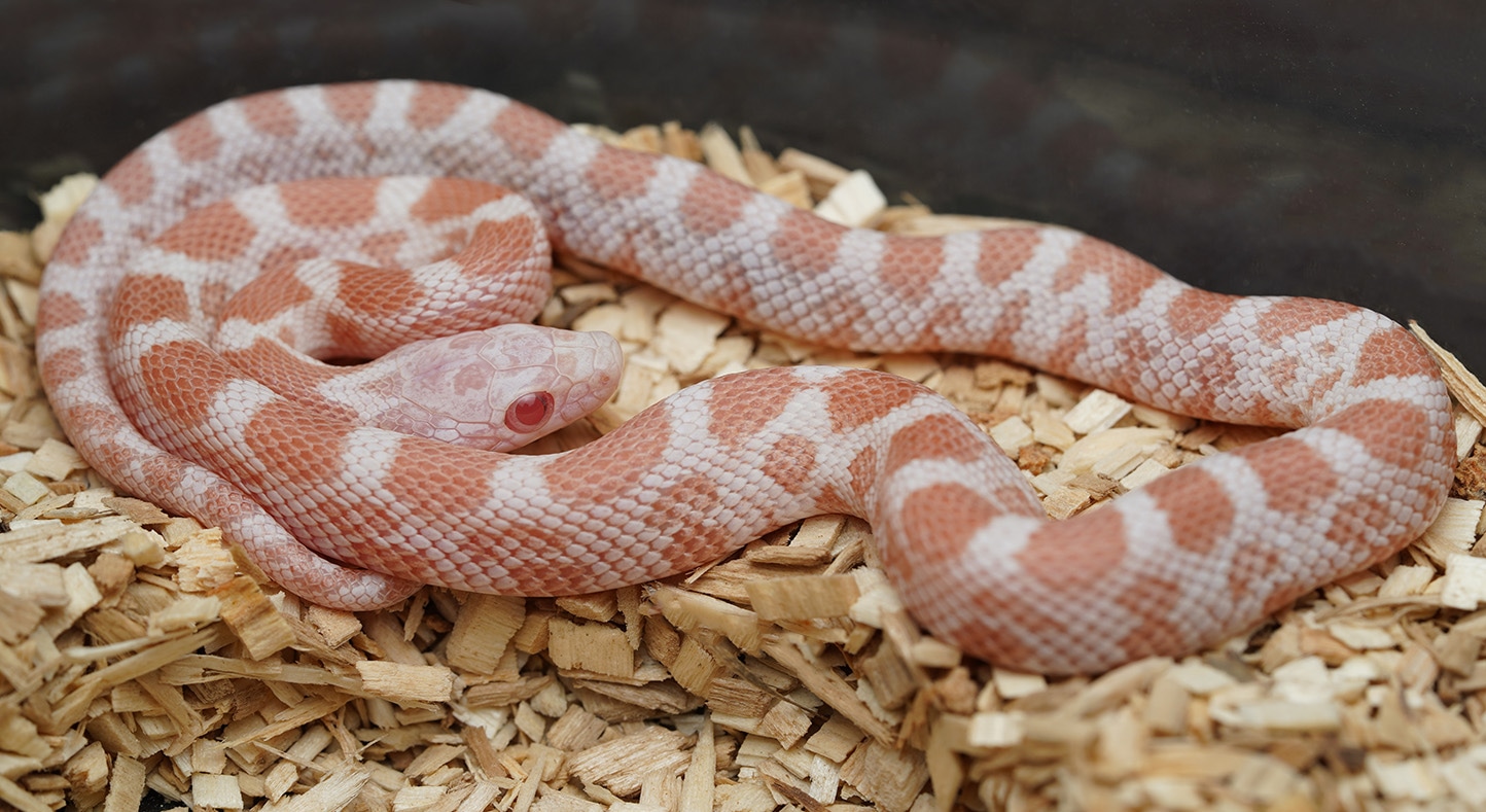 Peppermint Corn Snake by Mesozoic Reptiles - MorphMarket