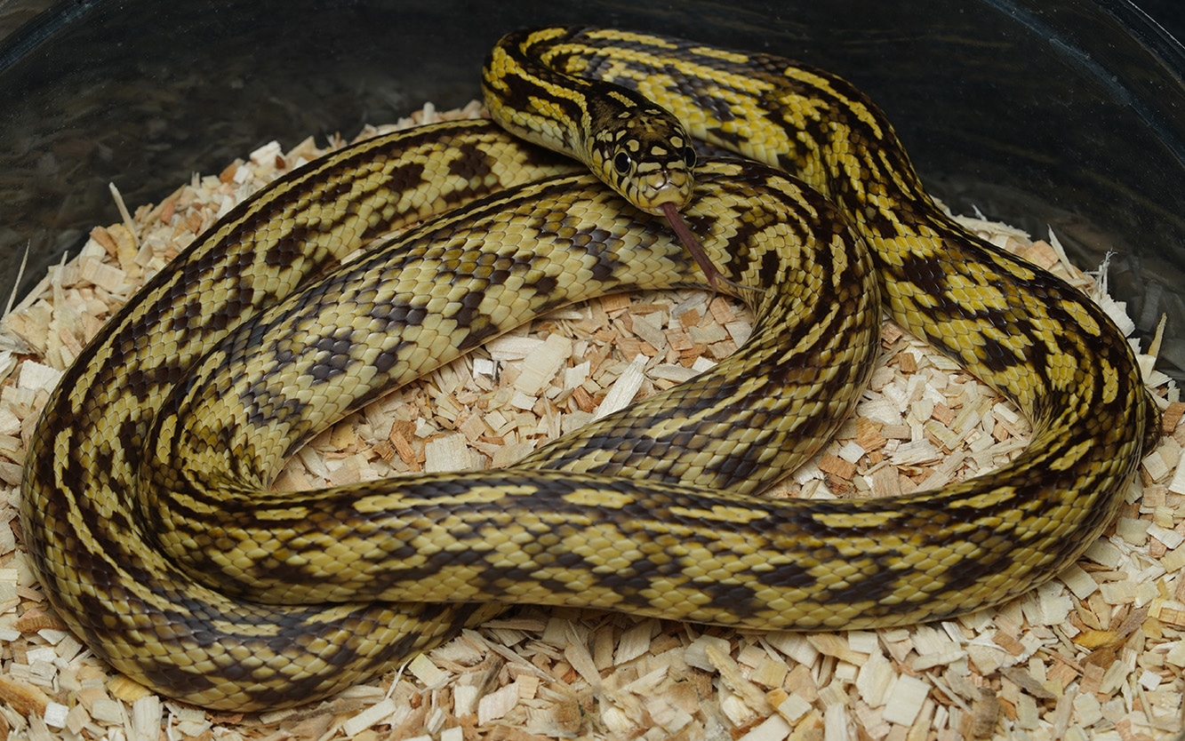 Jungle Hybrid Corn Snake by Mesozoic Reptiles - MorphMarket