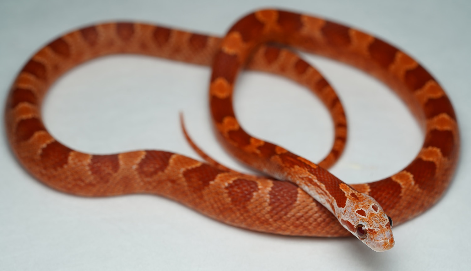 Hypo Bloodred Corn Snake by Mesozoic Reptiles - MorphMarket