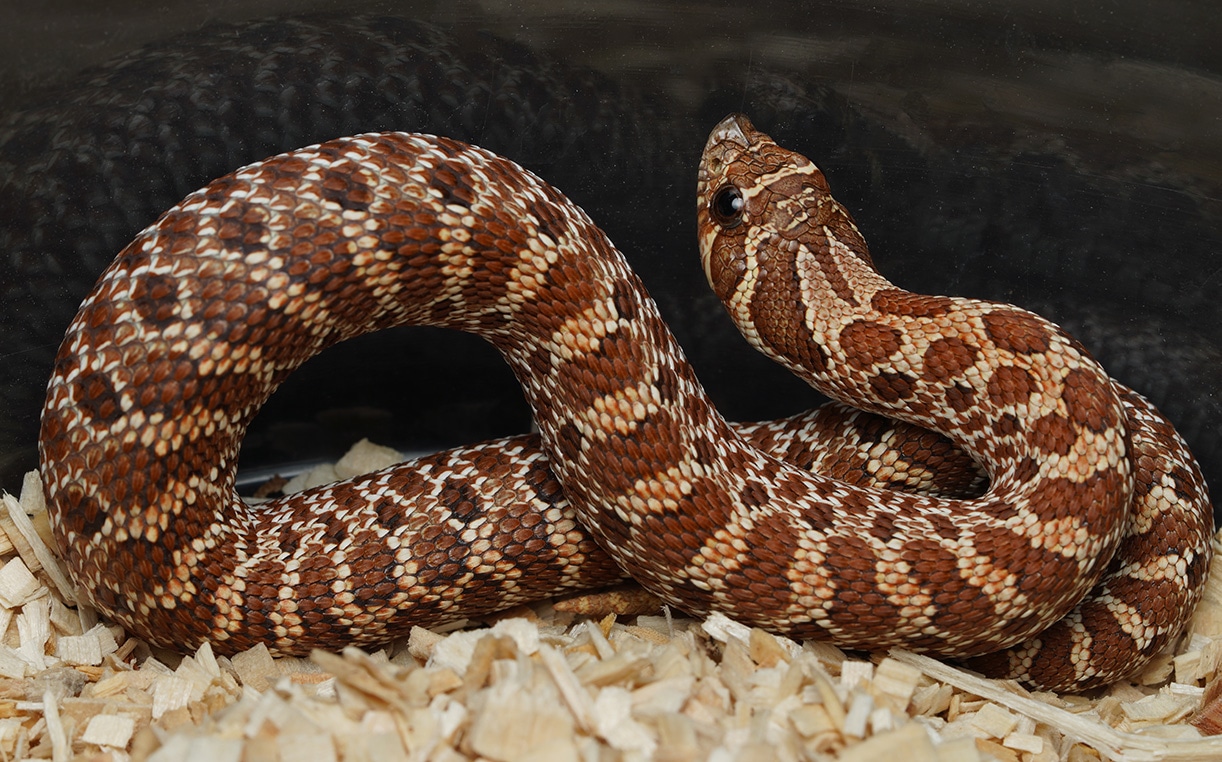 Het Evans Hypo Western Hognose by Mesozoic Reptiles - MorphMarket