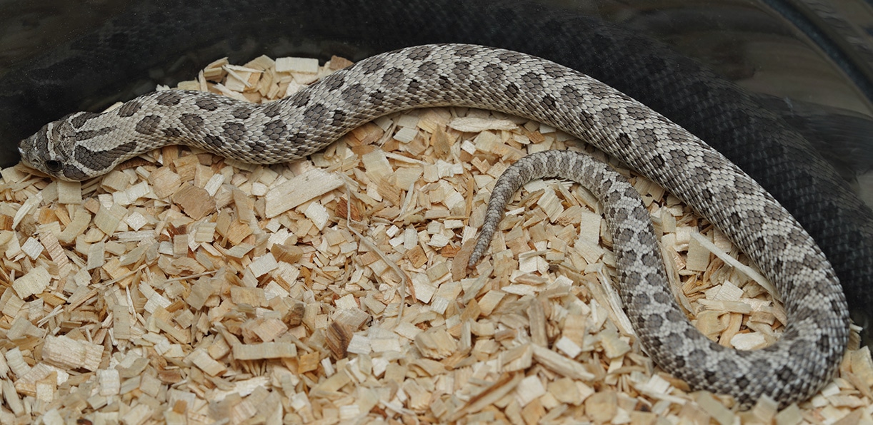 Axanthic Het Evans Hypo Western Hognose by Mesozoic Reptiles - MorphMarket
