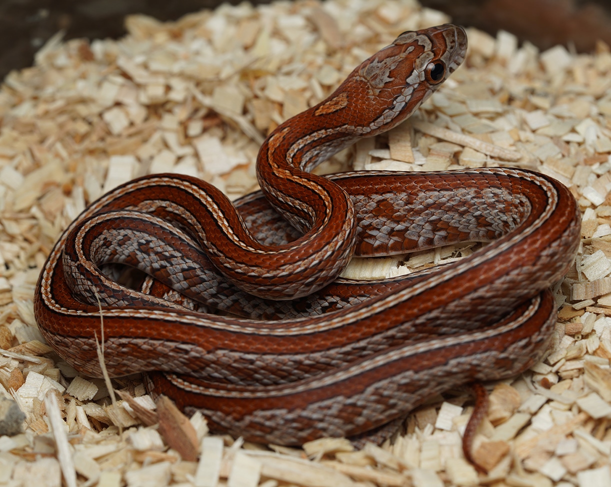 Tessera Het Scaleless Corn Snake by Mesozoic Reptiles - MorphMarket
