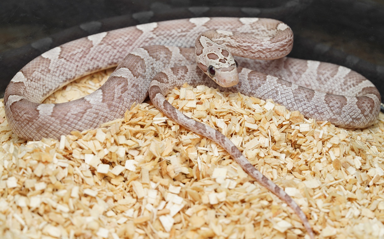 Ghost Diffused Het Caramel Corn Snake by Mesozoic Reptiles - MorphMarket