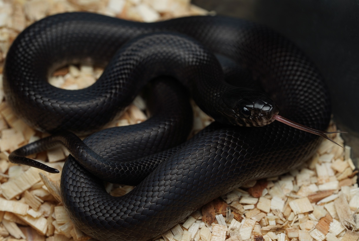 Mexican Black Kingsnake by Mesozoic Reptiles - MorphMarket