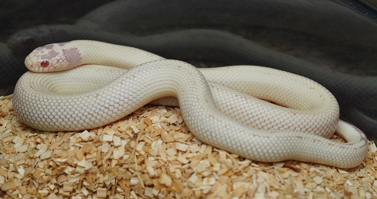 Albino High White California Kingsnake by Mesozoic Reptiles - MorphMarket