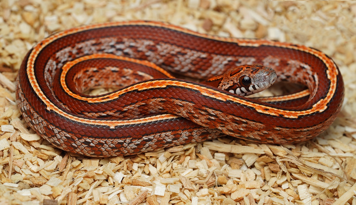 Bloodred Tessera Het Sunkissed Corn Snake by Mesozoic Reptiles ...