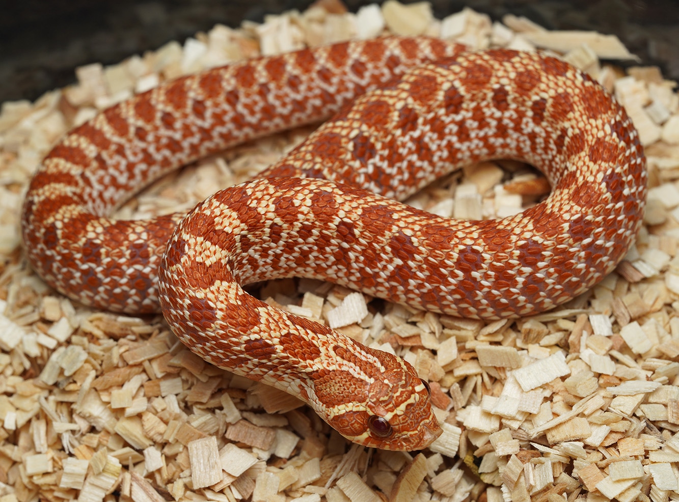 Evans Hypo Western Hognose by Mesozoic Reptiles - MorphMarket