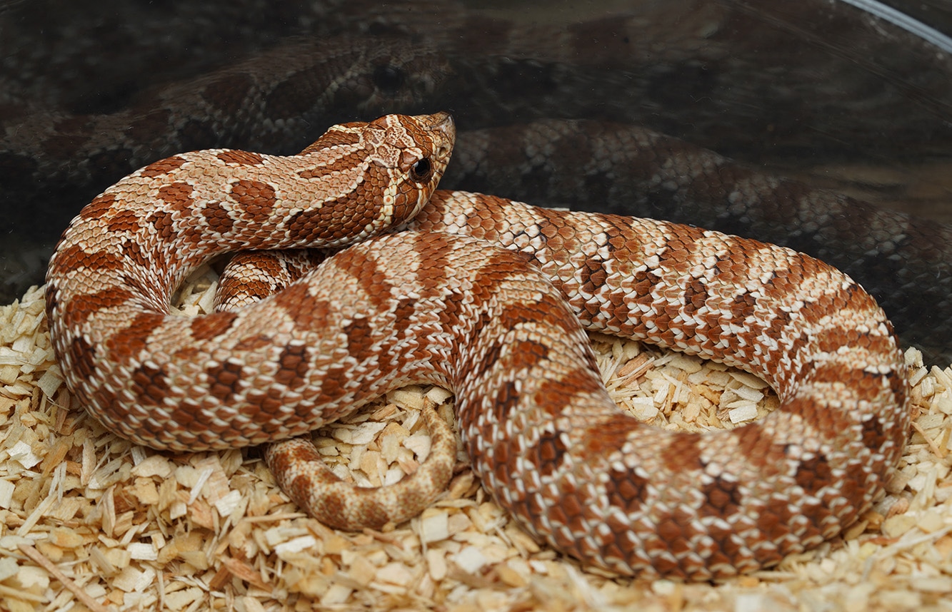 Het Evans Hypo Western Hognose by Mesozoic Reptiles - MorphMarket