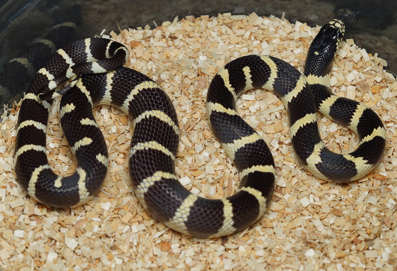 Coastal California Kingsnake by Mesozoic Reptiles - MorphMarket