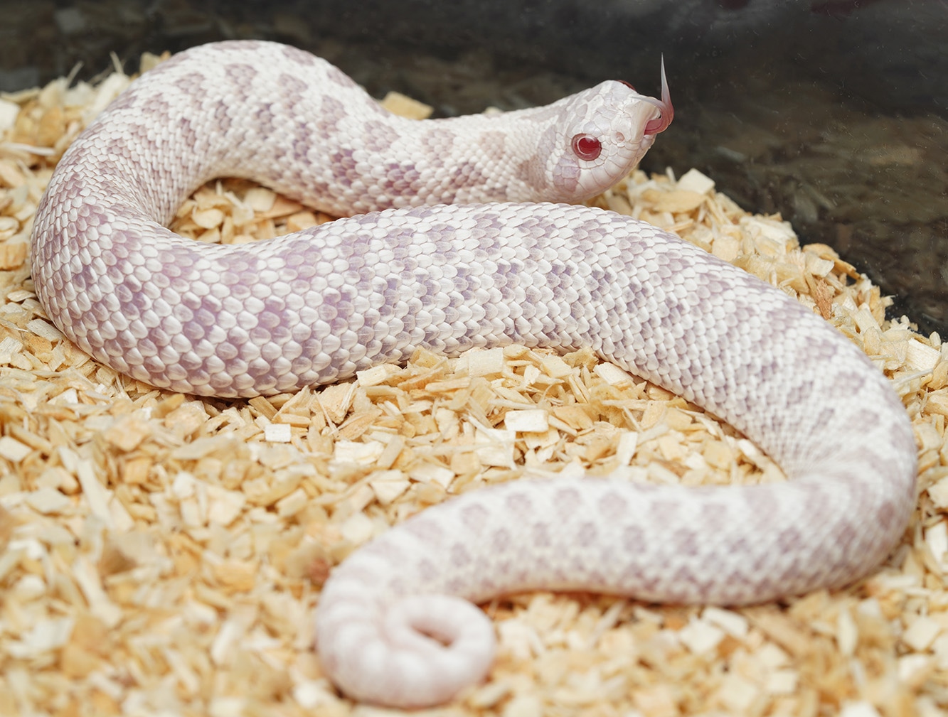 Snow Western Hognose by Mesozoic Reptiles - MorphMarket