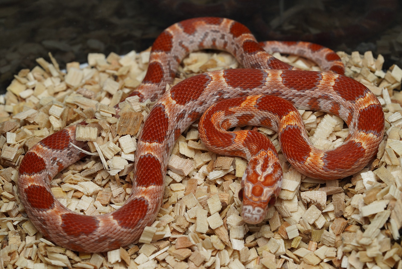 Sunkissed Ultramel Corn Snake by Mesozoic Reptiles - MorphMarket