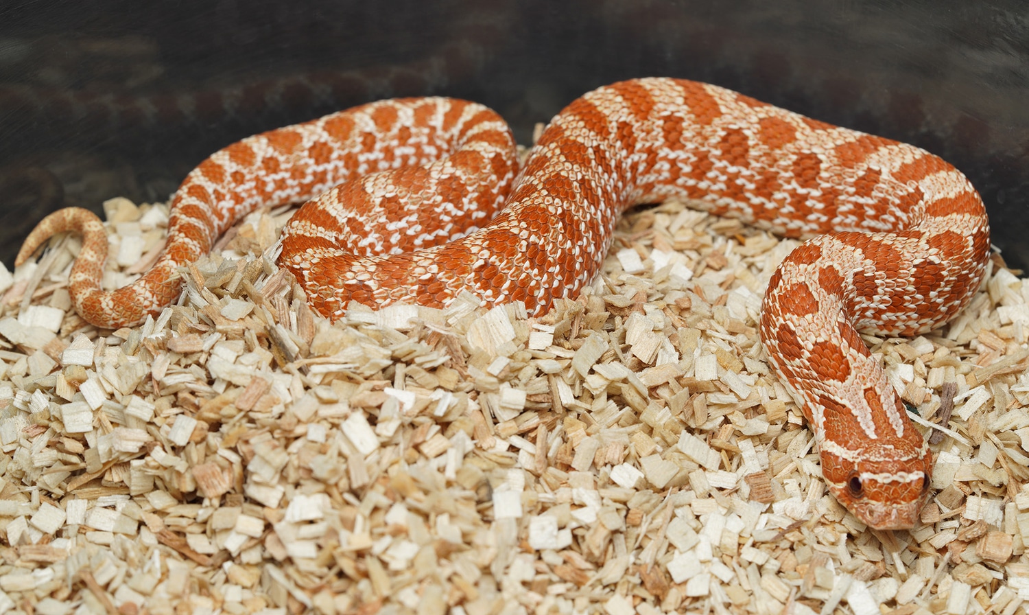 Evans Hypo Western Hognose by Mesozoic Reptiles - MorphMarket