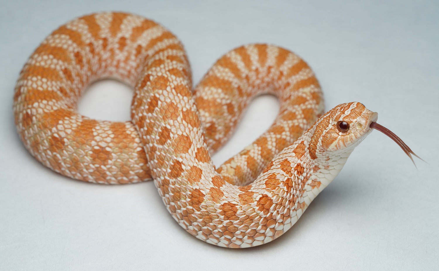 Evans Hypo Western Hognose by Mesozoic Reptiles - MorphMarket