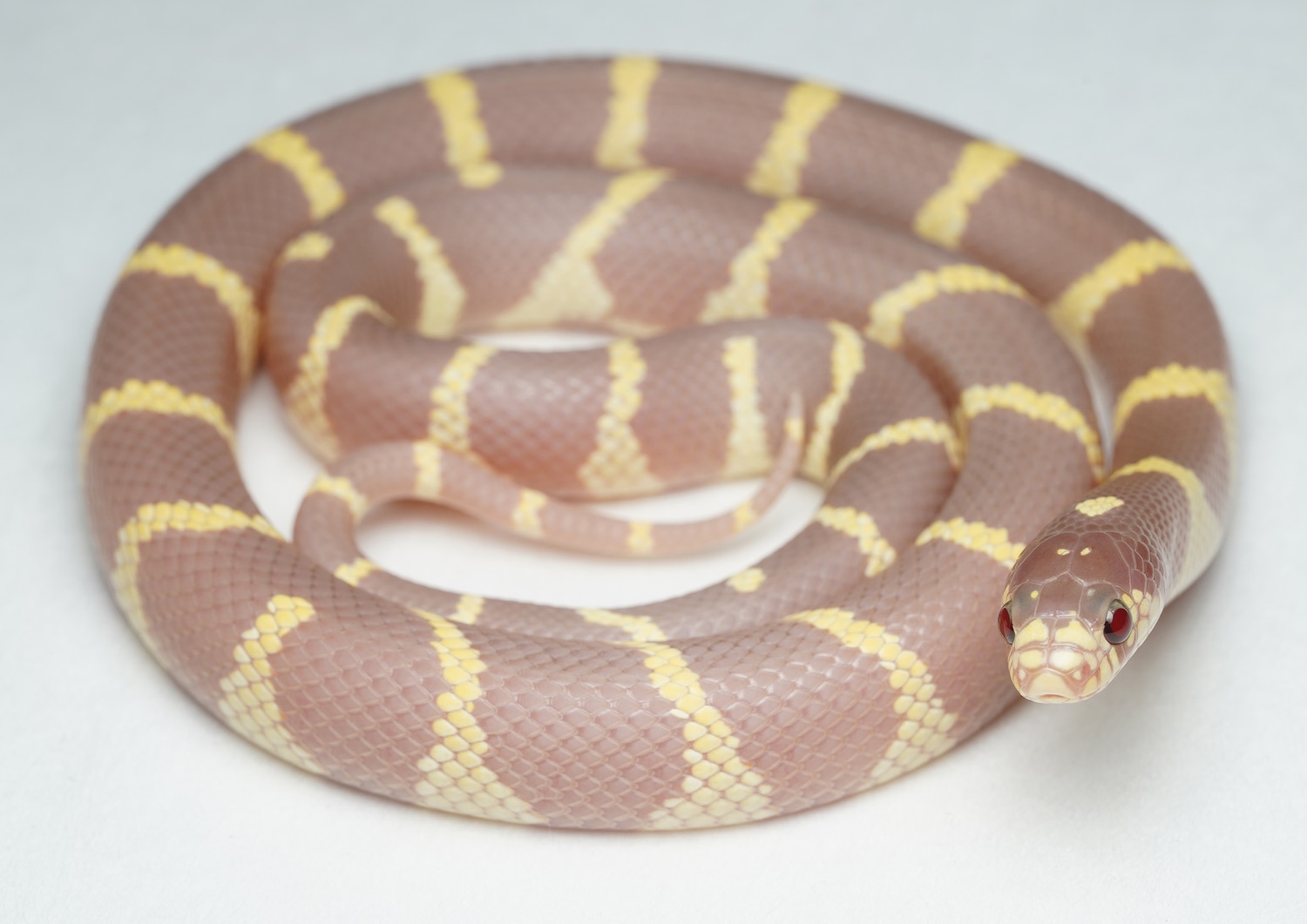 Lavender California Kingsnake by Mesozoic Reptiles - MorphMarket
