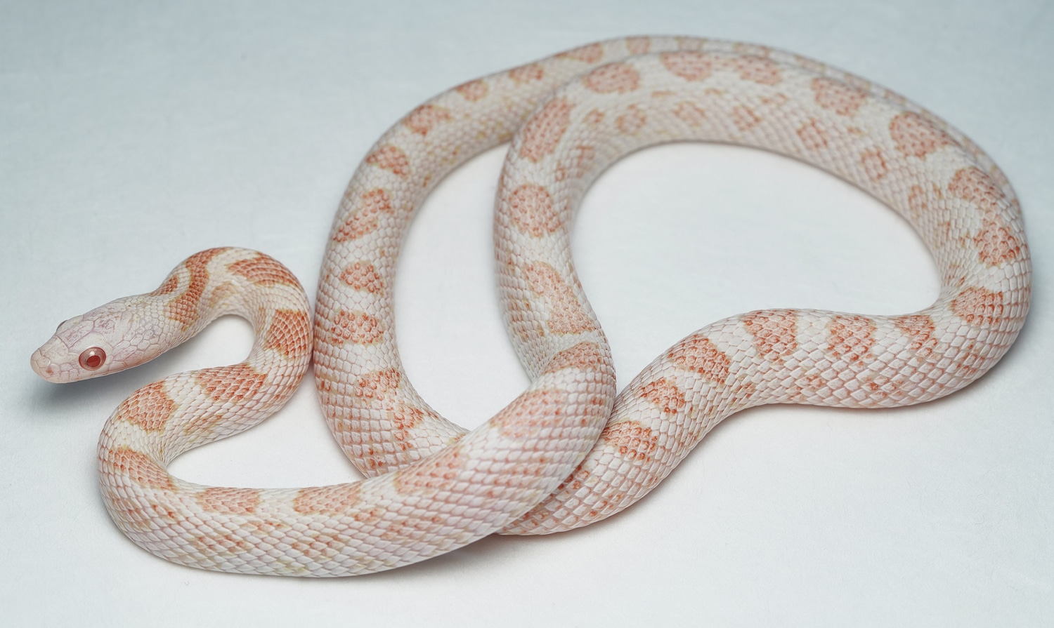 Peppermint Corn Snake by Mesozoic Reptiles - MorphMarket